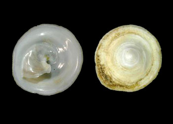 马掌螺总科 Hipponicacea 蓝色动物学（中国动物学科普）